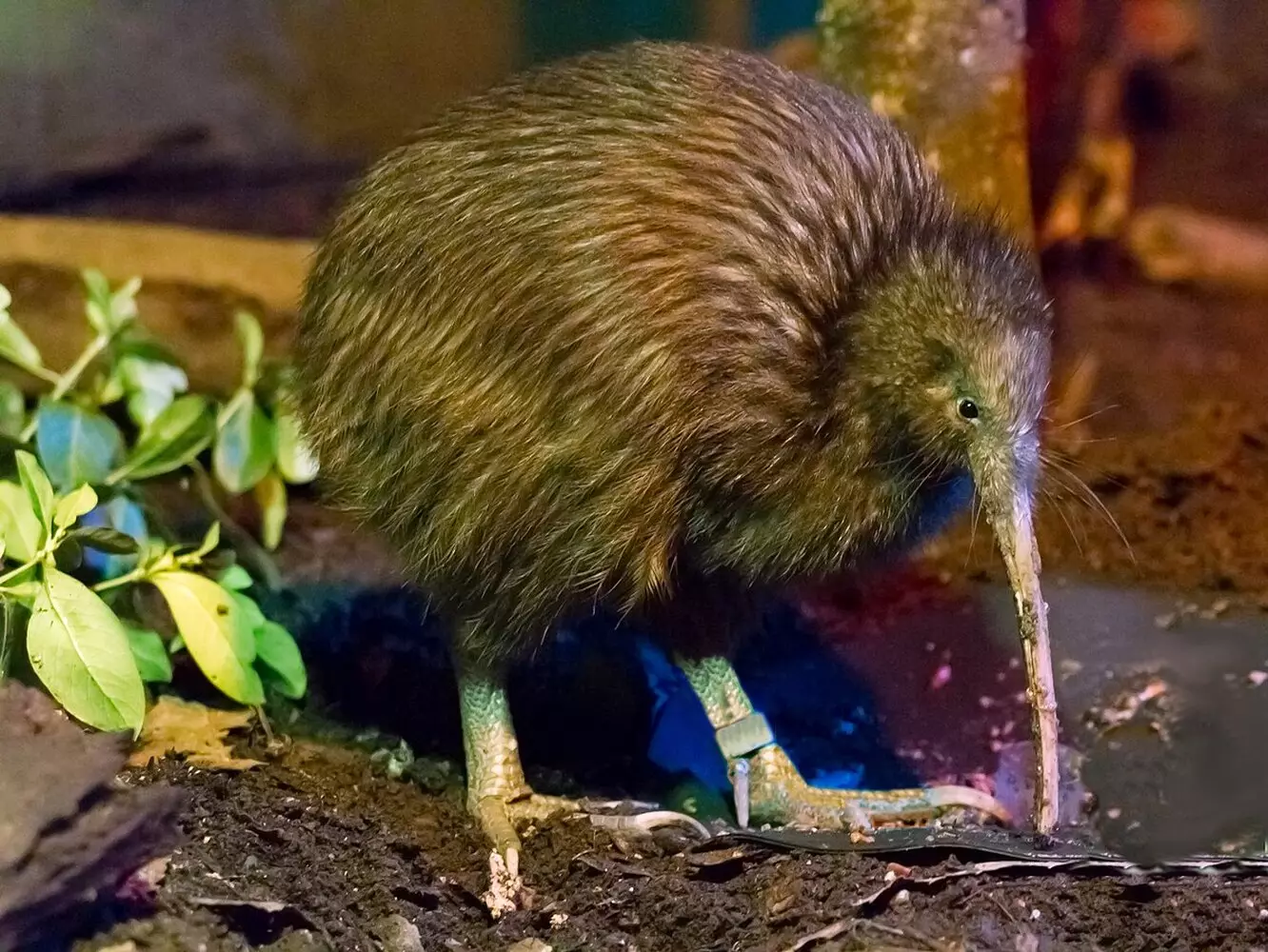 5 fascinerende feiten over de kiwivogel: waar leeft hij, hoeveel zijn er op aarde, hoe groot is hij, hoe lang leven ze 399954_3