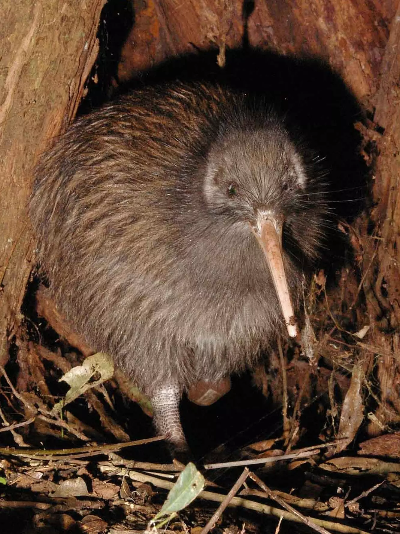 5 fakta menarik tentang burung kiwi: di mana ia tinggal, berapa banyak dari mereka di planet Bumi, berapa ukurannya, berapa lama mereka hidup 399954_4