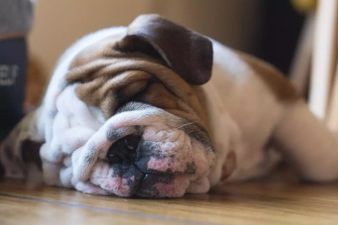 כלבים אומללים: מחקר מגלה שבולדוגים אנגליים נוטים יותר לסבול ממחלות מגזעים אחרים