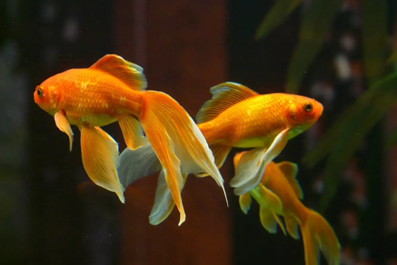 Fait effrayant sur les poissons d'aquarium : vous devriez réfléchir avant de les ramener à la maison