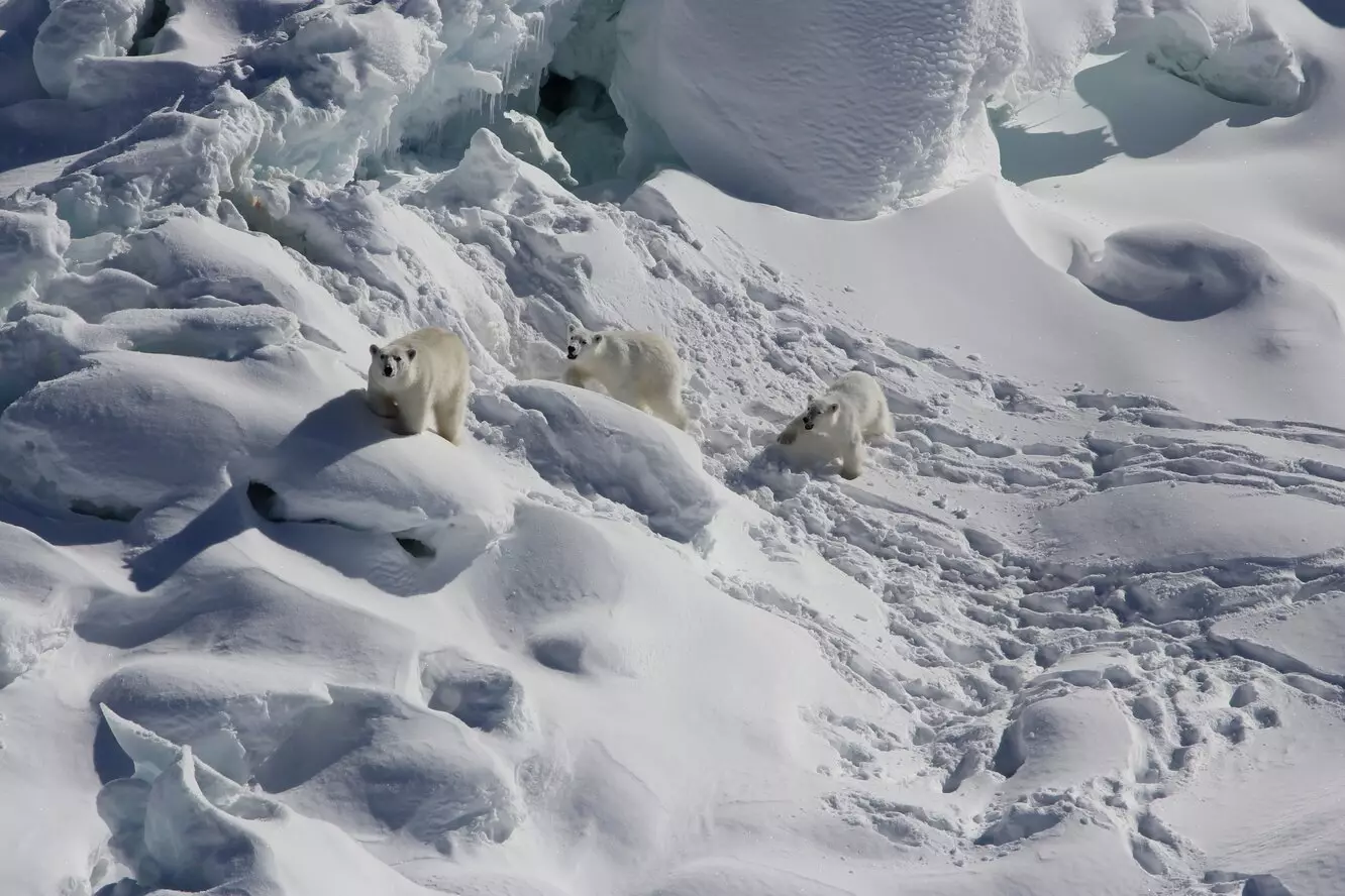 Wanasayansi wamegundua idadi ya siri ya dubu wa polar wanaoishi katika hali mbaya