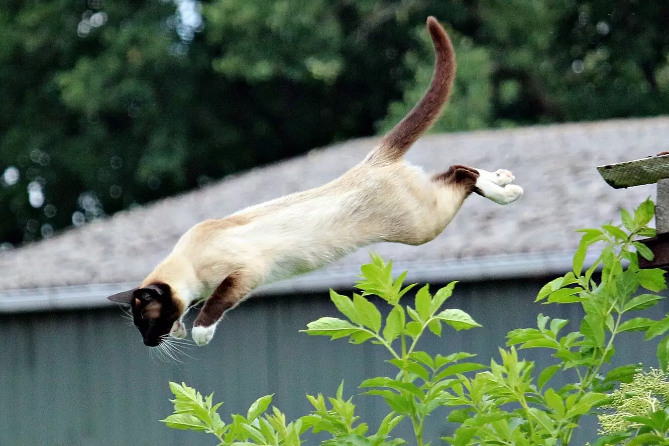 Wat is die maksimum hoogte wat 'n kat kan val en oorleef?