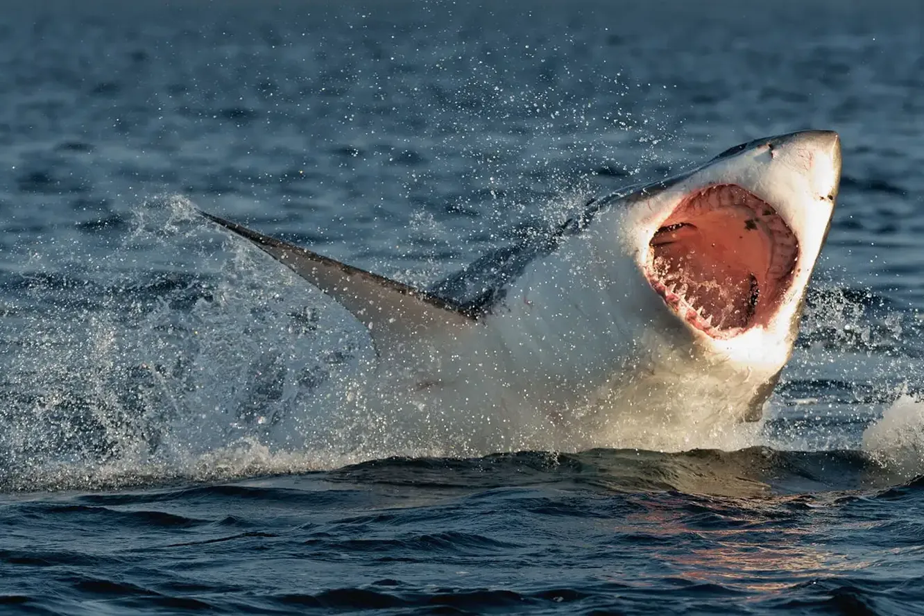 Jaws-a esaslanan aýylganç 1916 akula hüjümi: akulalardan gorkýarys