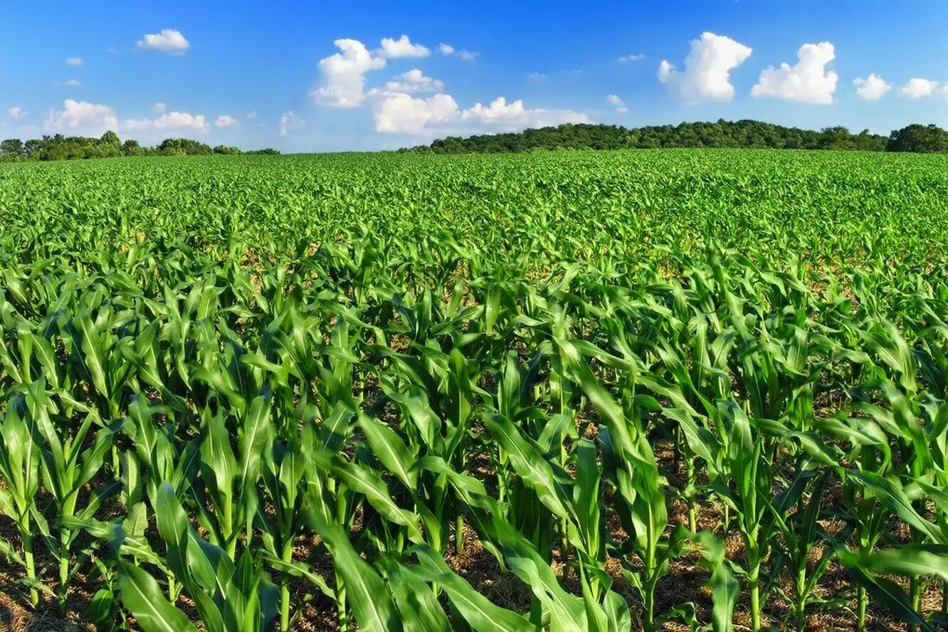 El experimento demostró lo útil que es usar la orina como fertilizante para el jardín. ¿Has probado?