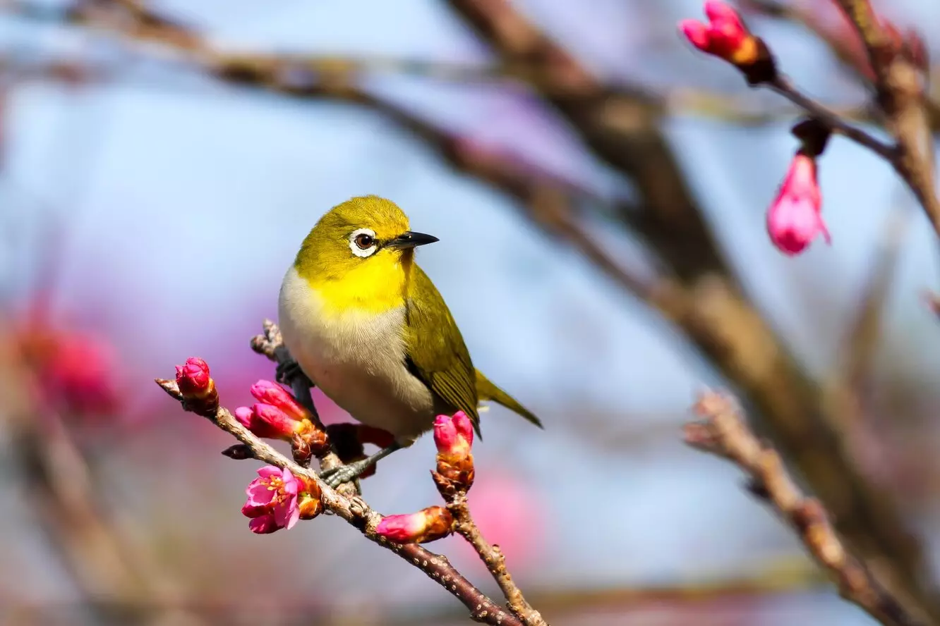 Cómo atraer pájaros a tu sitio y por qué hacerlo