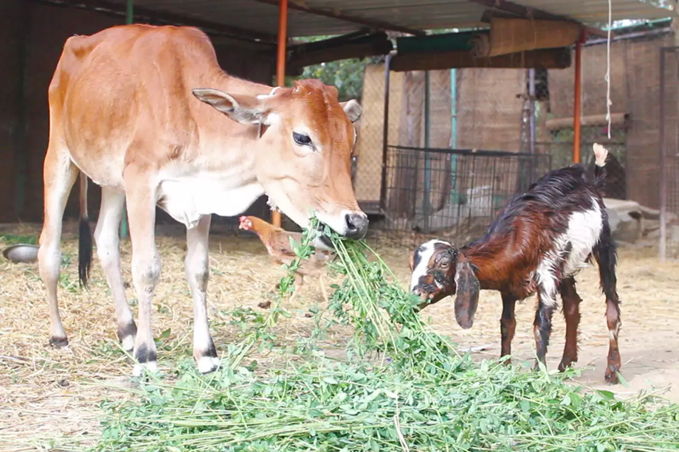 Sasa Suri anaishi kwenye shamba