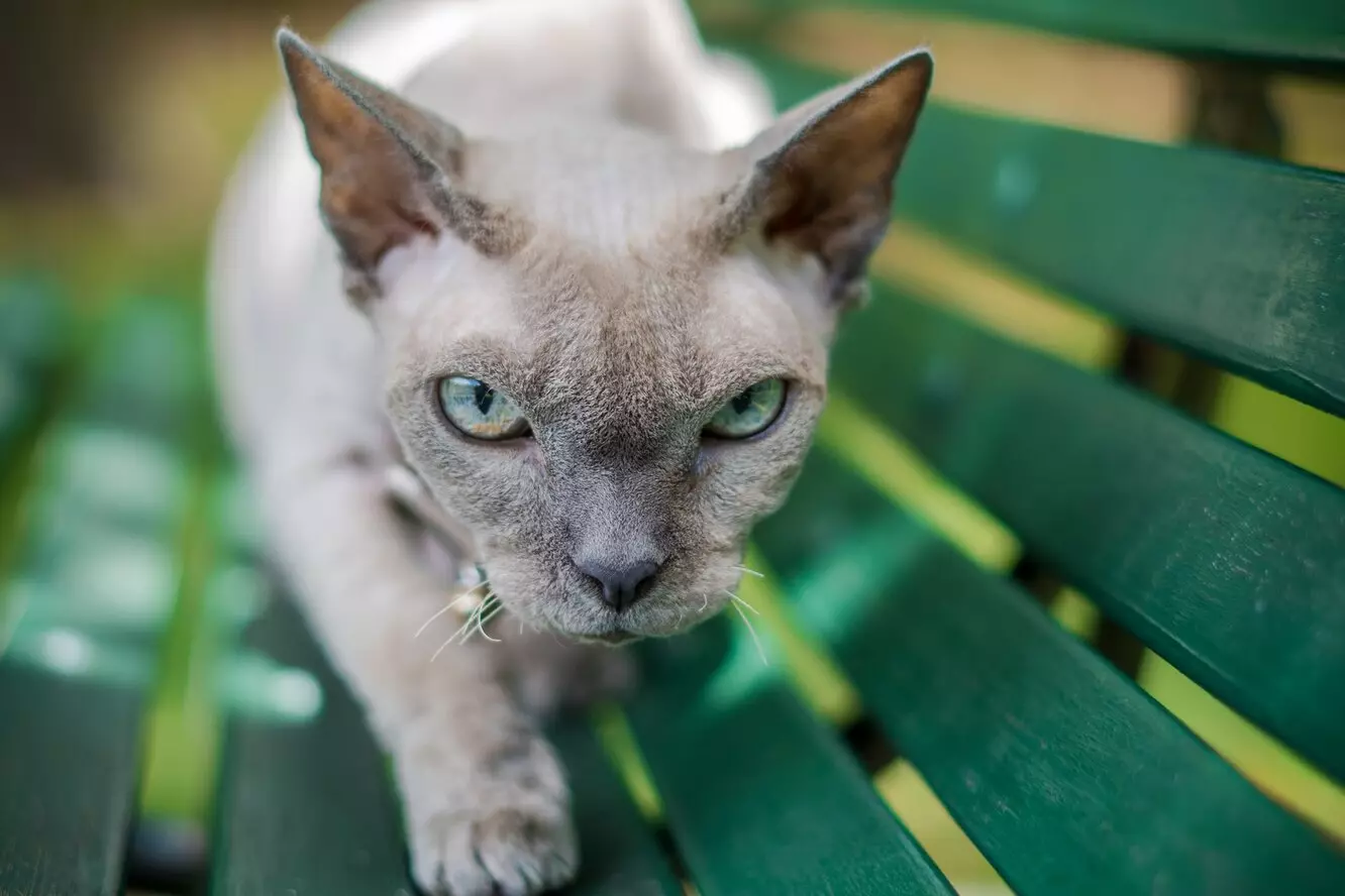 Naha ucing ngagogogkeun tonggongna sateuacan nyerang mangsana: para ilmuwan mendakan jawaban anu bakal kaget anu gaduh