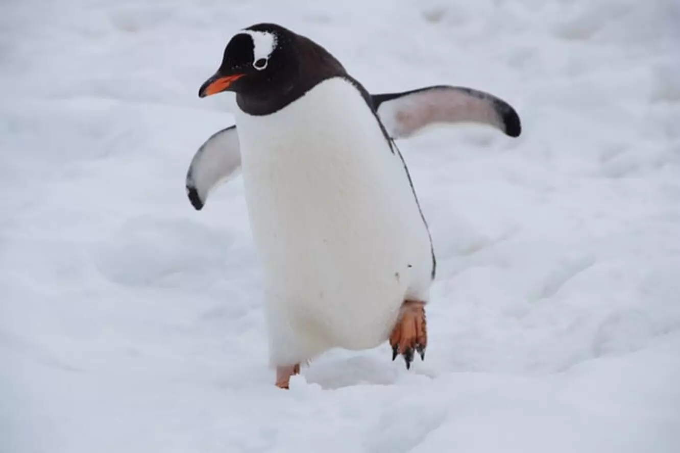 Por qué los pingüinos son blancos y negros: 5 datos interesantes sobre las aves con esmoquin que no encontrarás en un libro de texto de biología