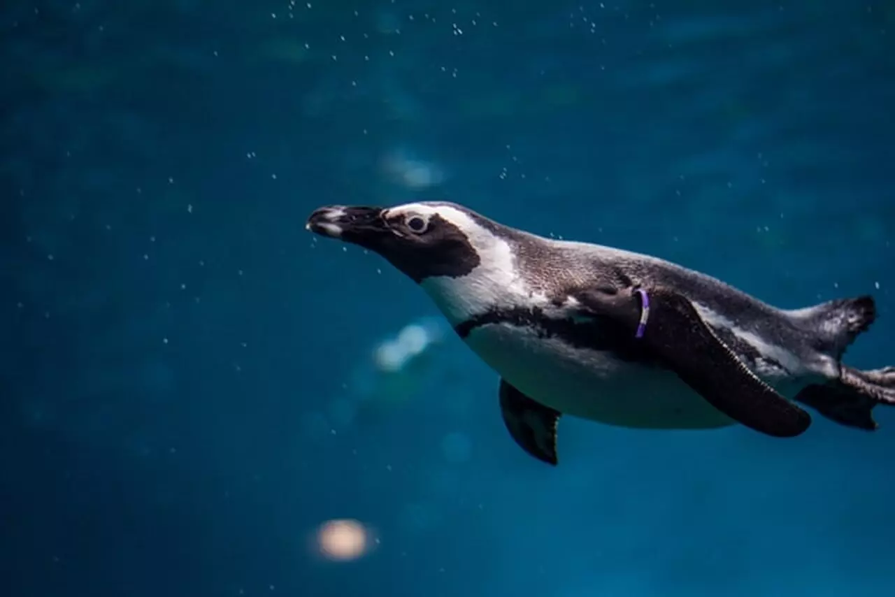 5 faktów na temat pingwinów: gdzie żyją pingwiny, jaki jest największy pingwin, jak szybko biegają, czy pingwiny są niebezpieczne dla ludzi, dlaczego pingwiny są czarno-białe i jacy byli przodkowie pingwinów, którzy przeżyli wyginięcie dinozaurów 400697_2