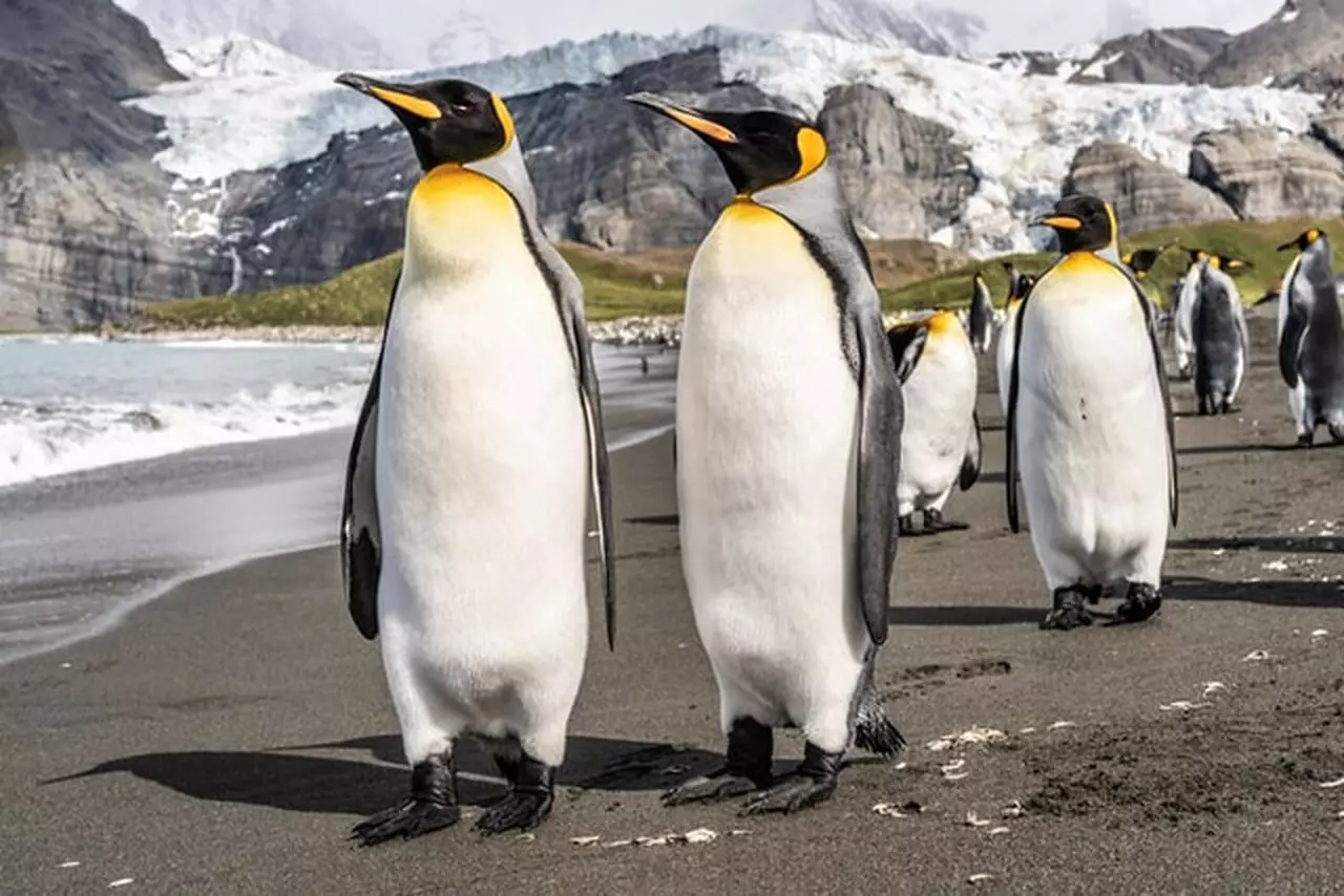 5 facts about penguins: where penguins live, which penguin is the largest, how fast penguins run, are penguins dangerous to humans, why are penguins black and white, and what were the penguin ancestors who survived the extinction of dinosaurs 400697_3