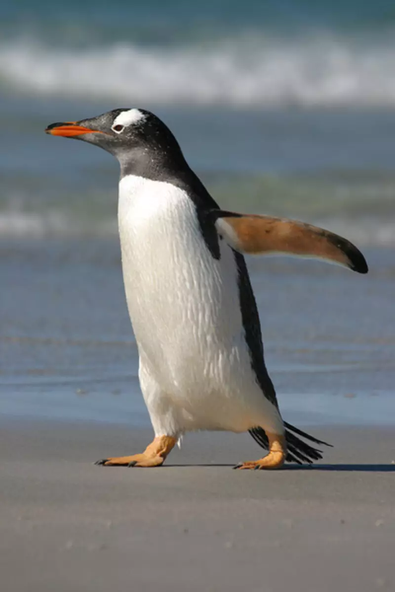 पेंग्विनबद्दल 5 तथ्यः पेंग्विन कुठे राहतात, सर्वात मोठा पेंग्विन कोणता आहे, पेंग्विन किती वेगाने धावतात, पेंग्विन मानवांसाठी धोकादायक आहेत, पेंग्विन काळे आणि पांढरे का आहेत आणि डायनासोरच्या नामशेषातून वाचलेले पेंग्विनचे पूर्वज कोणते होते 400697_4