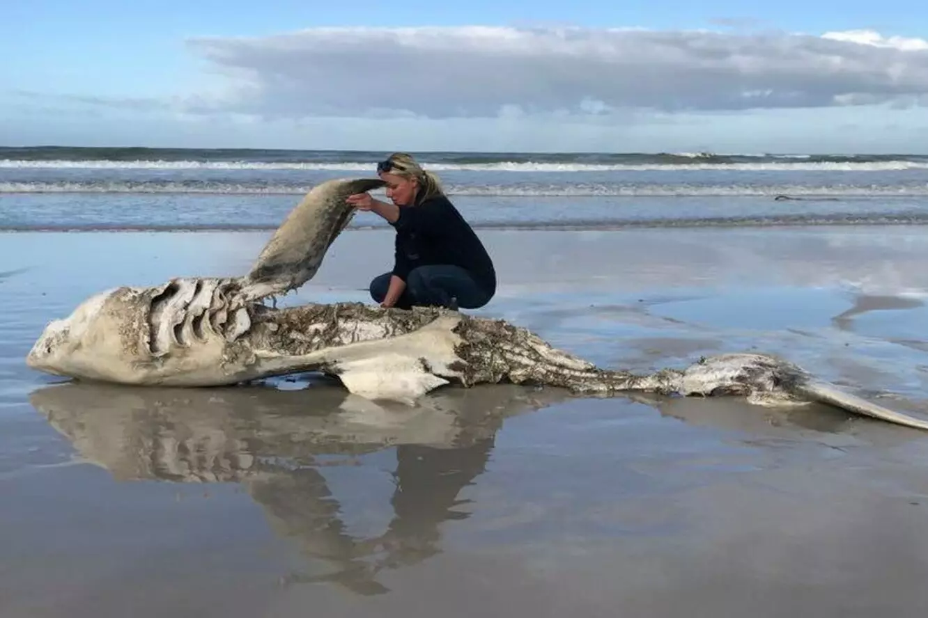 Tá dhá mhíolta móra marfacha ag marú siorcanna bána agus ag ithe a n-ae le 5 bliana