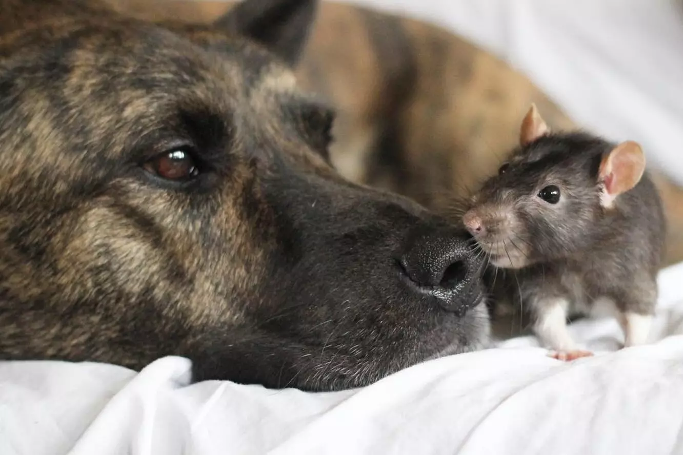 Tikus kecil itu membantu anjing itu keluar dari kemurungannya. Lihatlah persahabatan yang menakjubkan ini