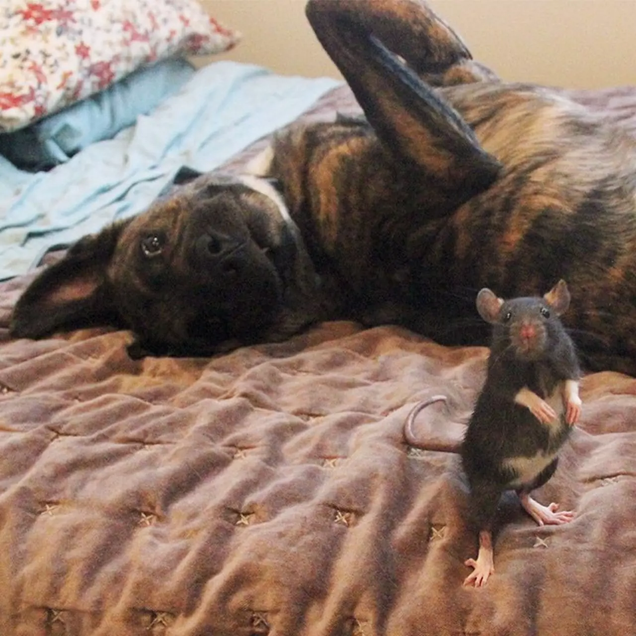 Hund und Ratte sind unzertrennliche Freunde