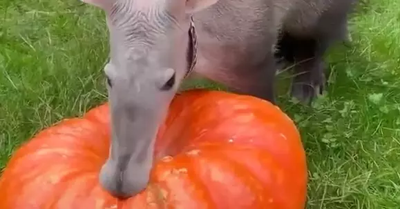 Een vreemd kaal wezen dat eruitziet als een varken met een lange neus en uitgestrekte oren deed dierentuinbezoekers schrikken: Afrikaans aardvarken eet een pompoen