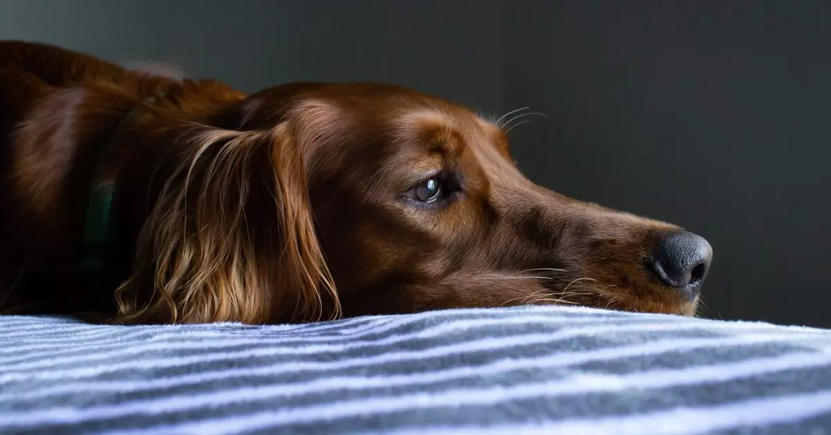 Missen honden hun baasjes als ze alleen thuis zijn?