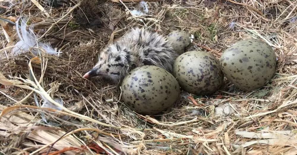 Ftalatos encontrados en huevos de gaviota