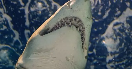 5部有關鯊魚的電影精選：殘酷鯊魚襲擊的真實事件，有關殺手鯊魚的電影劇照