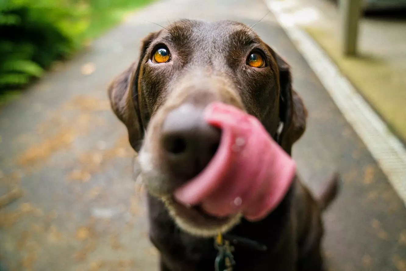 Les chiens réduisent peut-être l'activité criminelle des gens. Mais comment ça fonctionne?