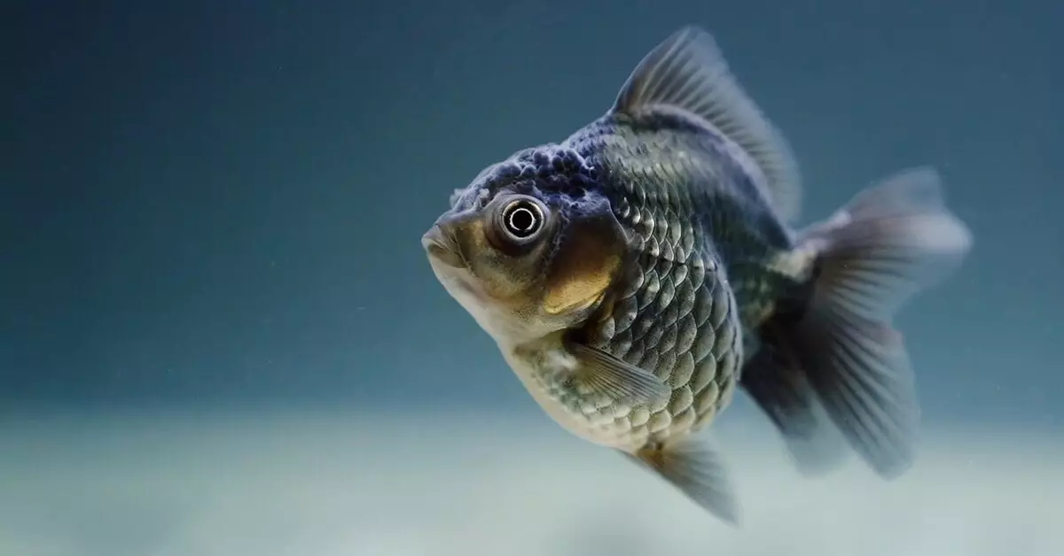 Os científicos cren que os peixes senten dor