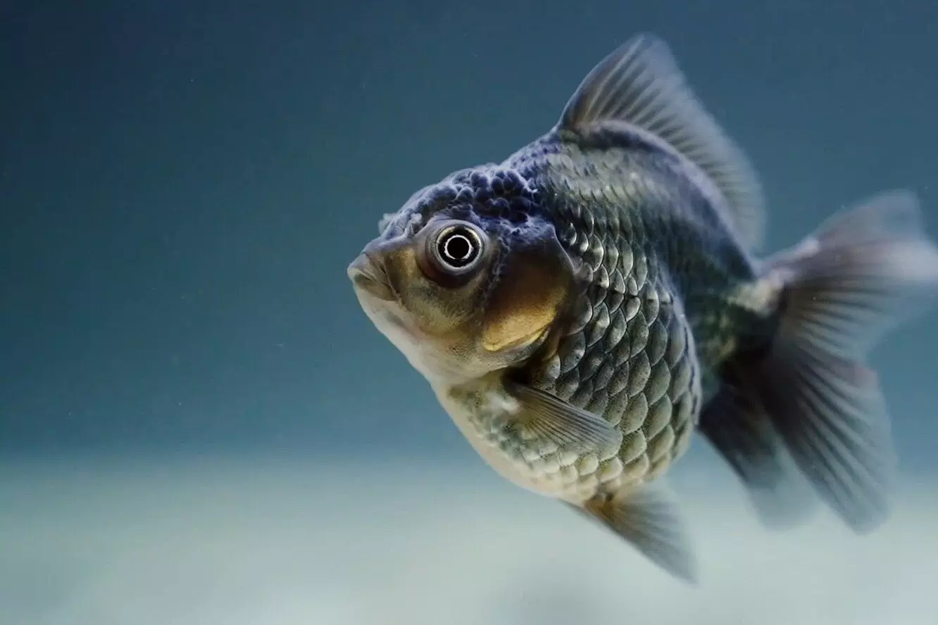 Naučnici tvrde da čak i bez određenih područja mozga, ribe mogu osjetiti bol