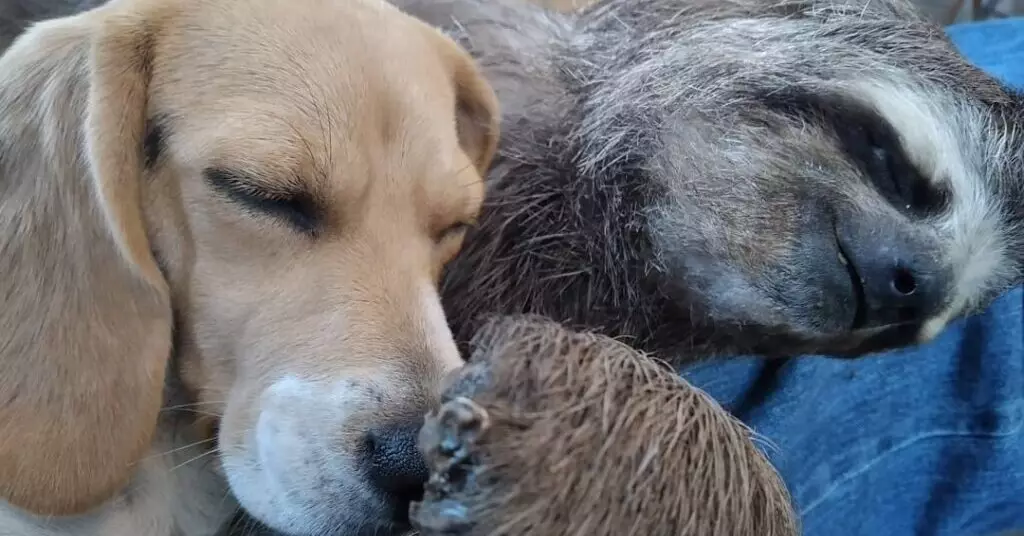 Бийгъл и ленивец стават истински приятели против законите на природата