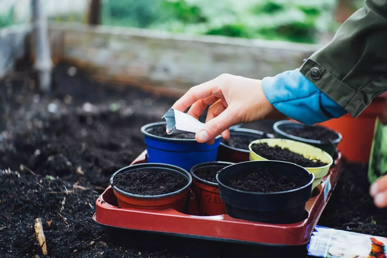 Tutkijat ovat havainneet, että puutarhanhoito auttaa selviytymään stressistä ja ahdistuksesta 401395_2