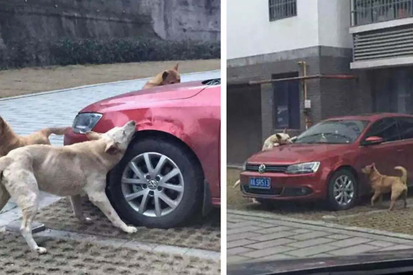 Тэр хүн нохойг өшиглөсөн. Тэр машиныг нь сүйтгэж түүнээс өшөө авсан.