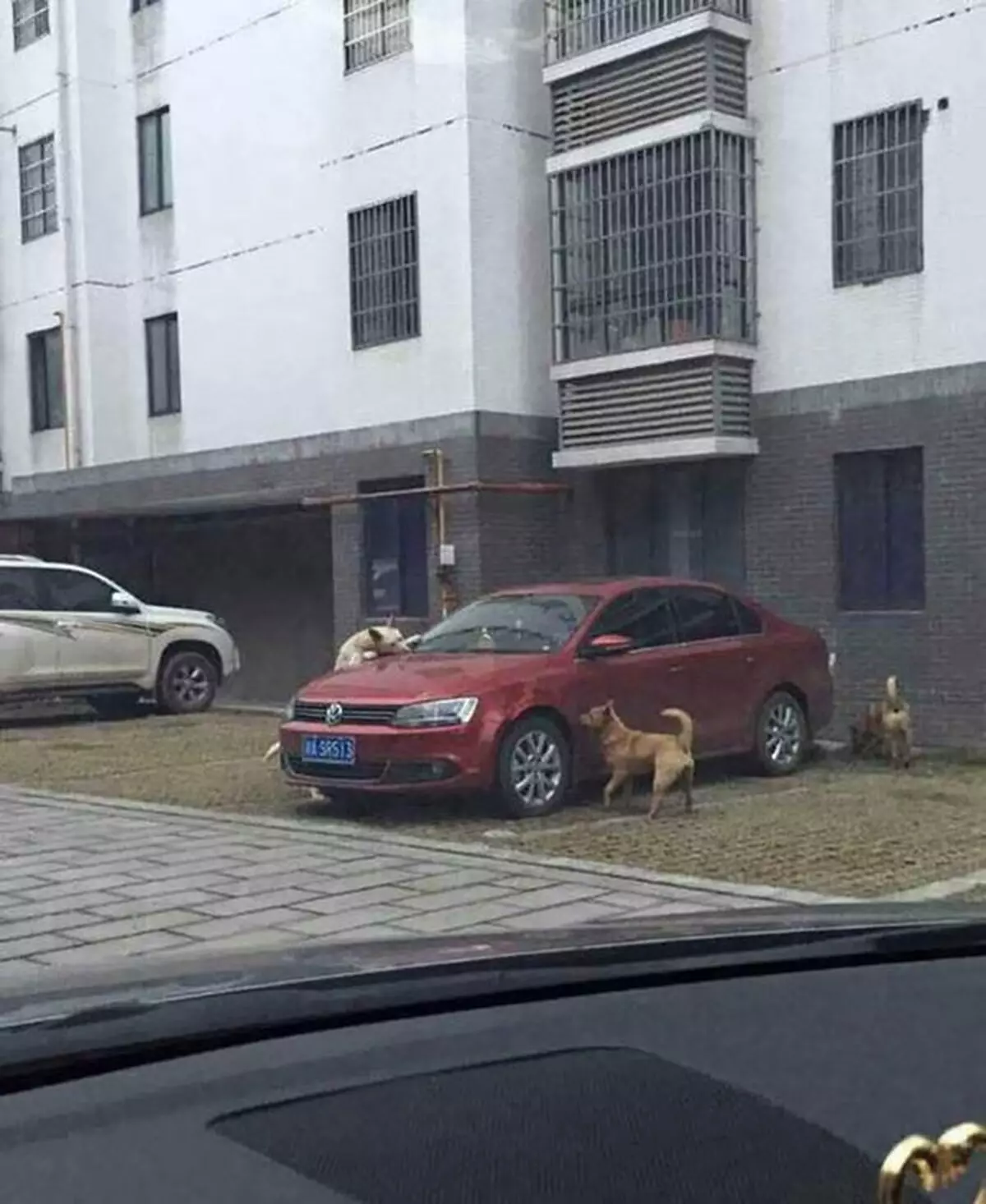 Dogs chewed on car