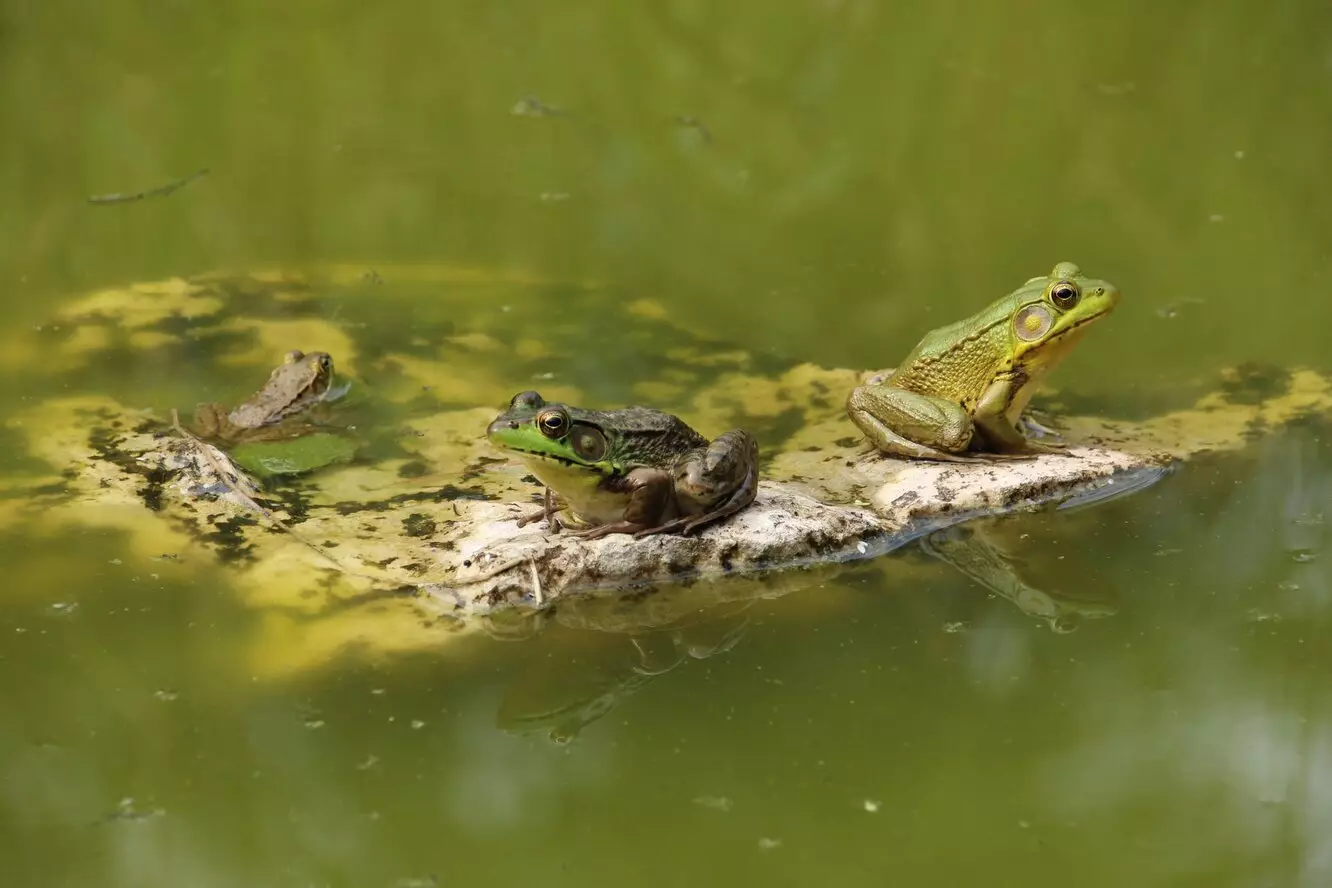 Experti jsou znepokojeni: TikTok chová „armádu žab“