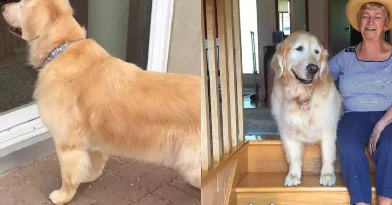 Cheddar ခွေးသည် သူ့အိမ်နီးနားချင်းကို ချစ်သည်။ သူမကို နေ့တိုင်းလာလည်တယ်။