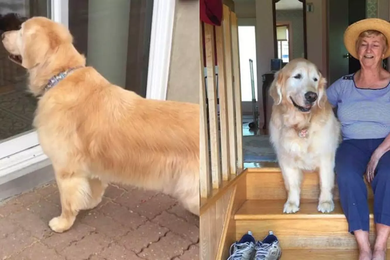 ¡Este perro hace que su dueño lo lleve de visita todos los días! Él ama a sus vecinos
