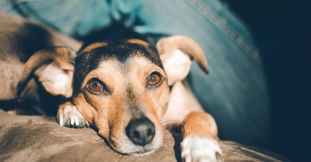 قد يعرض استنشاق المؤخرة الكلاب الذكور لخطر الإصابة ببعض أنواع السرطان بأربعة أضعاف