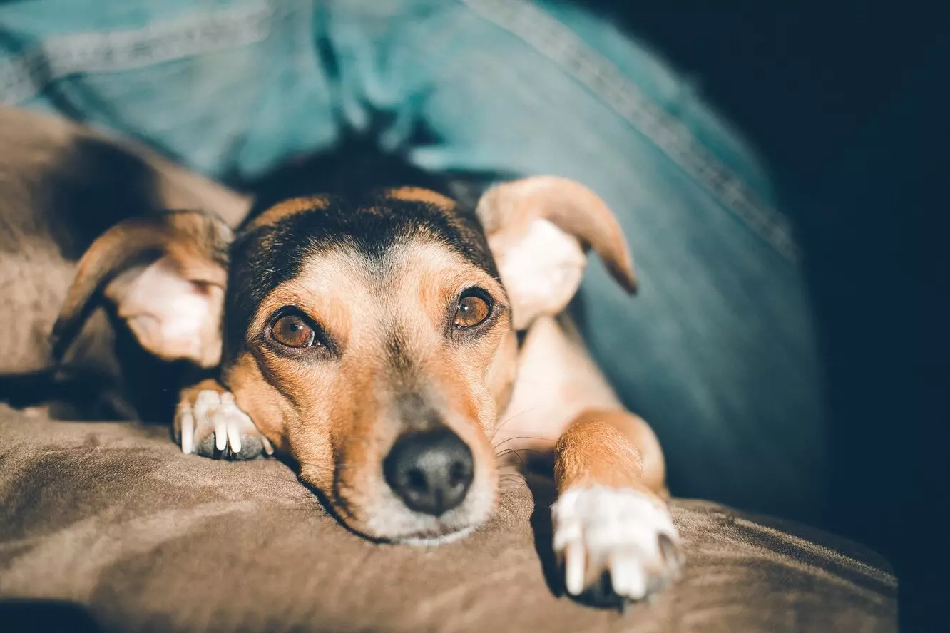 Renifler les fesses d'autres chiens expose les chiens mâles à quatre fois plus de risques de contracter certains types de cancer