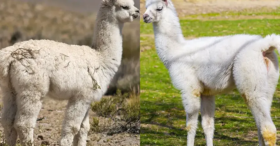 Llama dhe alpaca: cilat janë ndryshimet