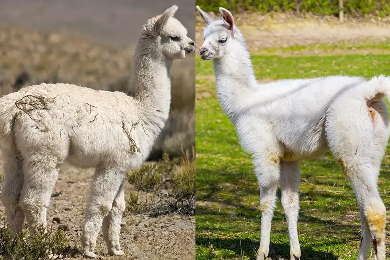Cum diferă lamele de alpaca: iată cum poți spune cu siguranță