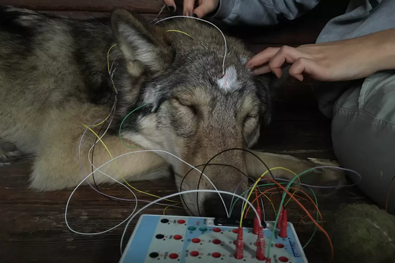 Wetenschappers vergeleken de slaap van honden en wolven: wat vonden ze?