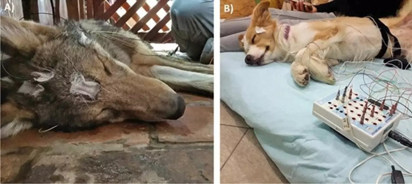Quá trình thuần hóa đã ảnh hưởng đến giấc ngủ của loài sói như thế nào?