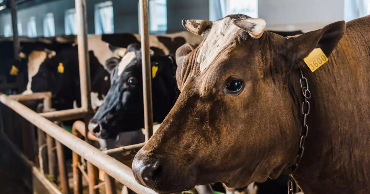 खेत जानवरों के मांस और दूध में भी माइक्रोप्लास्टिक पाया गया है