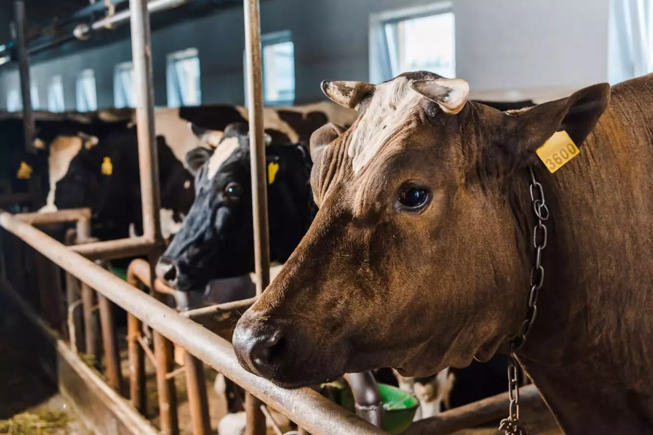 توجد آثار لدائن دقيقة في اللحوم والحليب ، وحتى حيوانات المزرعة