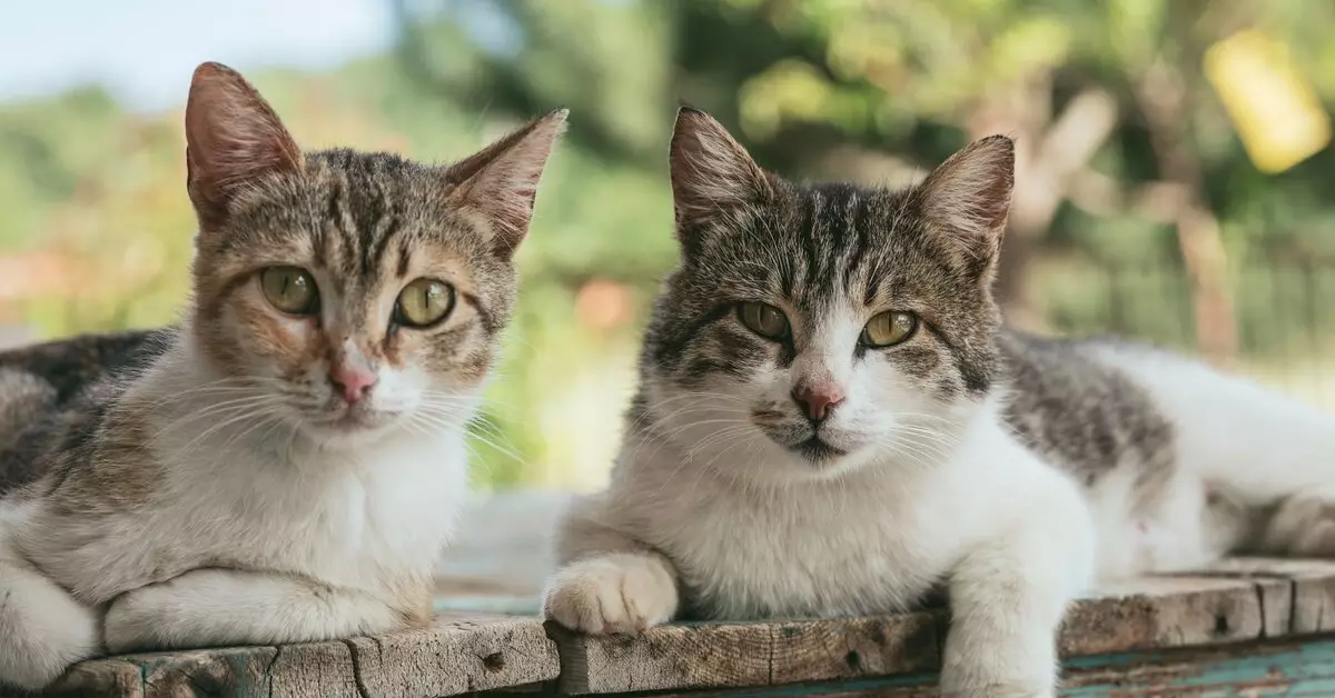 Οι γάτες μένουν γάτες! Αυτά τα ζώα δεν έχουν αλλάξει σχεδόν σε δύο αιώνες.