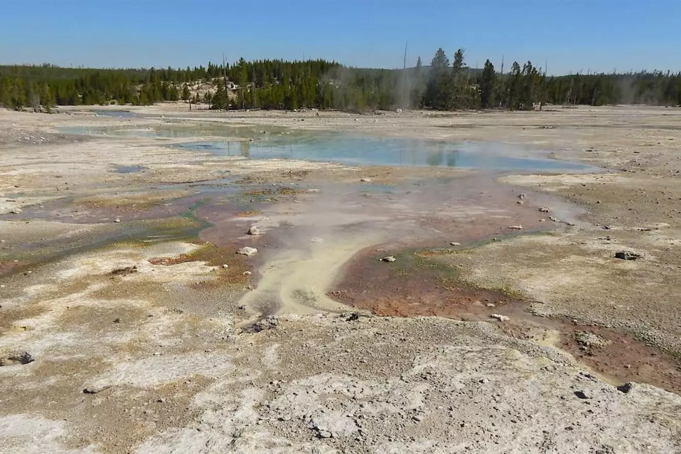 Microb 'diymhongar' a ddarganfuwyd yn Yellowstone