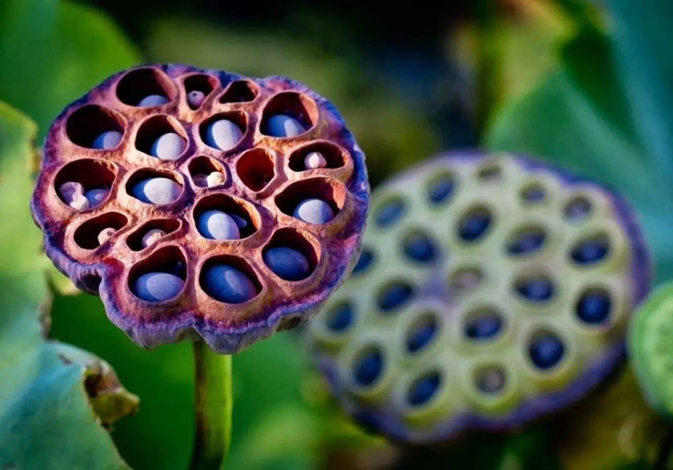 Des images trop "poreuses" d'Internet et des photos peuvent provoquer la trypophobie dans la même mesure que des exemples originaux et vivants. Les graines de lotus sont l'une des images qui provoquent des accès de trypophobie chez l'homme.