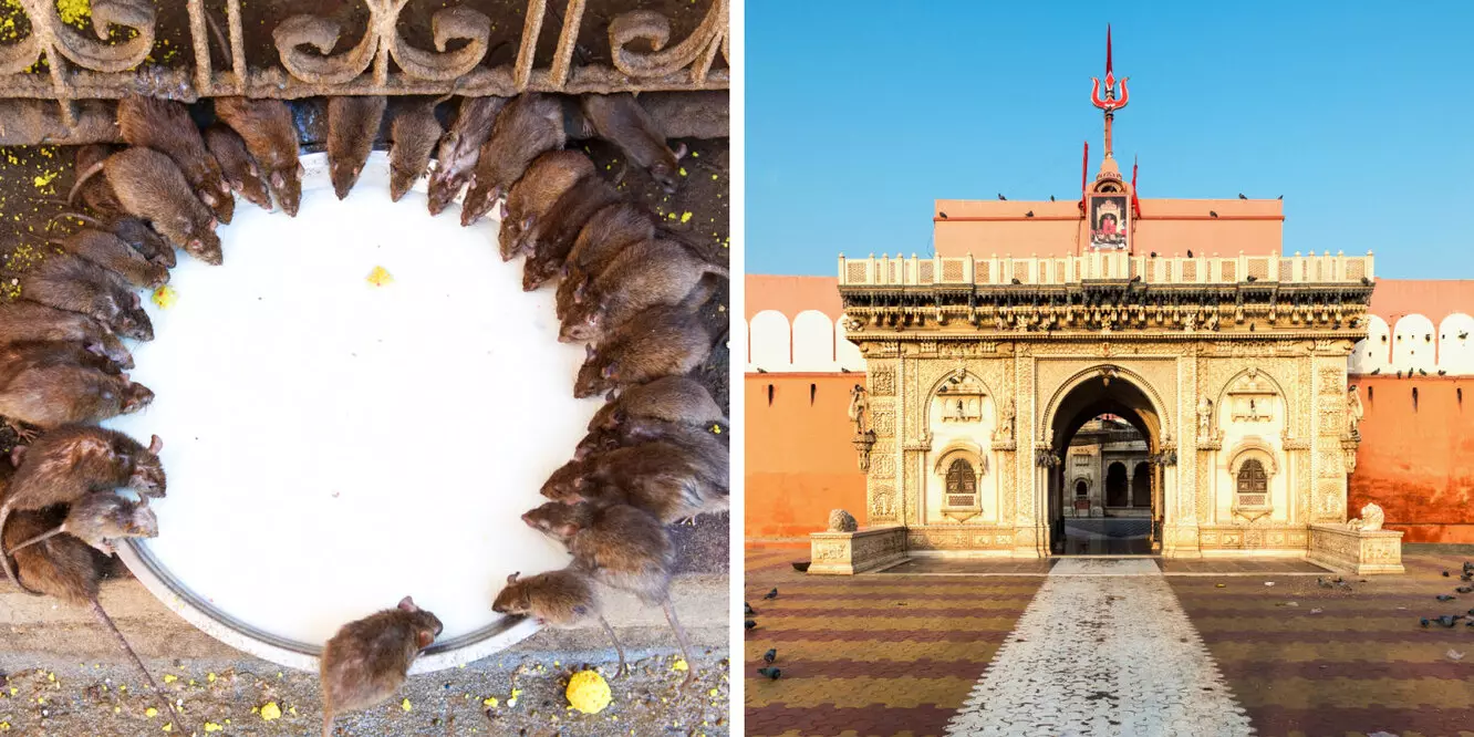 Temple of Karni Mata á Indlandi