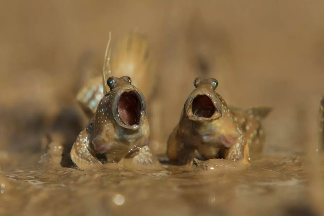 Animaux drôles