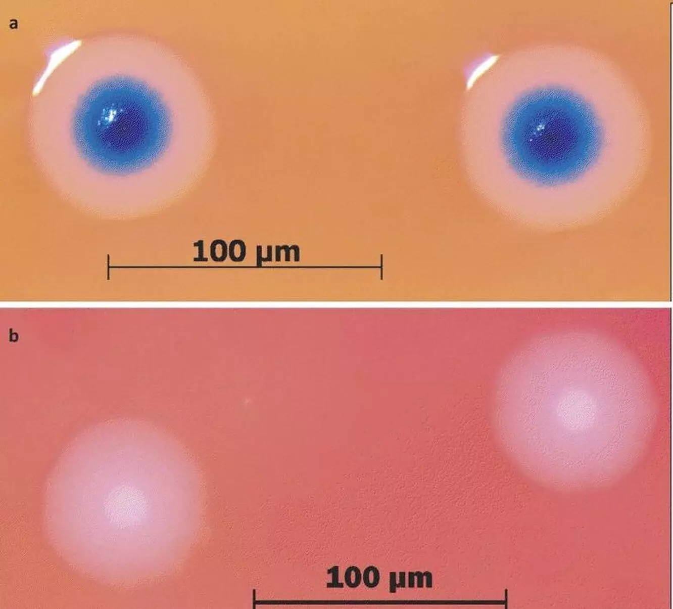 A természetes és szintetizált (JCVI-syn1.0) baktériumtörzsek fenotípusának összehasonlítására a mintákhoz X-gal-t, egy szerves indikátort adtunk, amely képes kimutatni a lacZ gén jelenlétét a sejtben. Az ezt a gént tartalmazó szintetikus sejtek az X-gal-t kék folttá alakítják (a), míg a természetes sejtek fehérek maradnak (b).