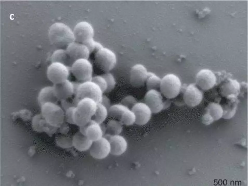 Сканнерийн электрон микроскопоор хиймэл геном бүхий бактерийн дүрслэл.
