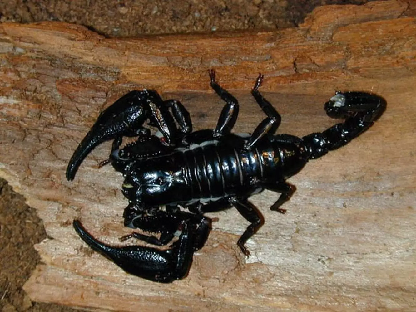 I-Asian Forest scorpion