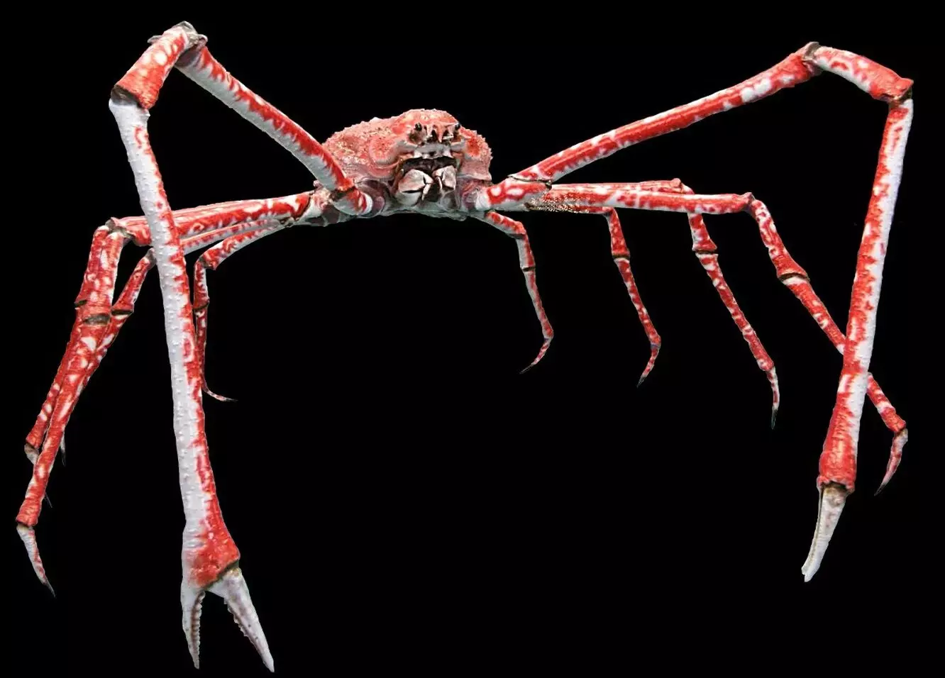 Japanese spider crab