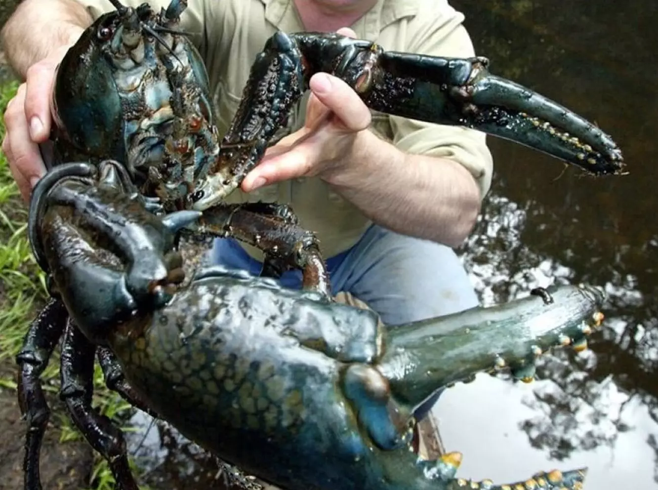 I-crayfish enkulu yaseTasmanian yasemanzini ahlanzekile